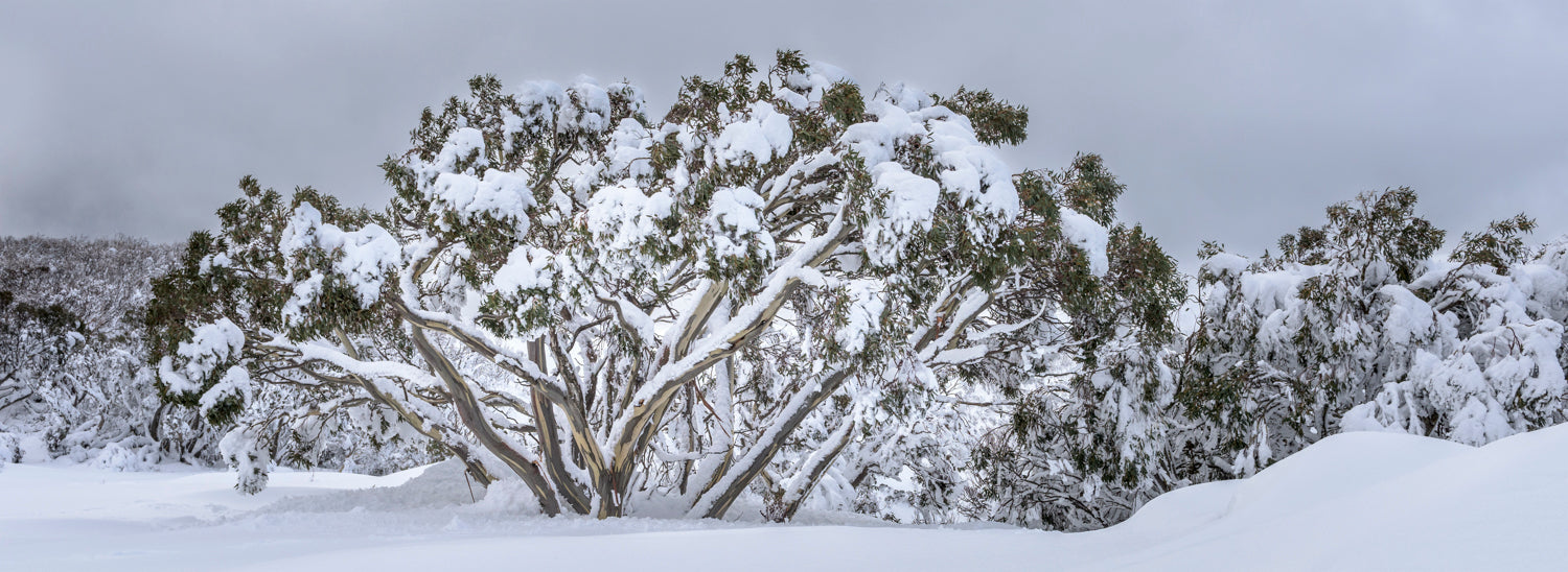 Australian Snow Gums by Jaime Dormer | A Spectacular Frozen Twisted ...